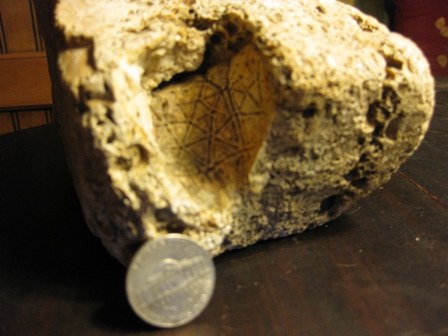 Triangle Pattern Fossil - Fossil ID - The Fossil Forum