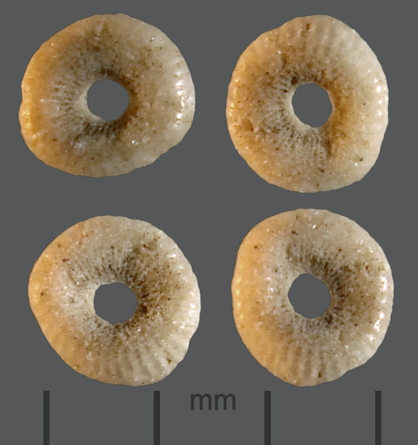 A Cheerio And A Translucent Tip - Fossil ID - The Fossil Forum