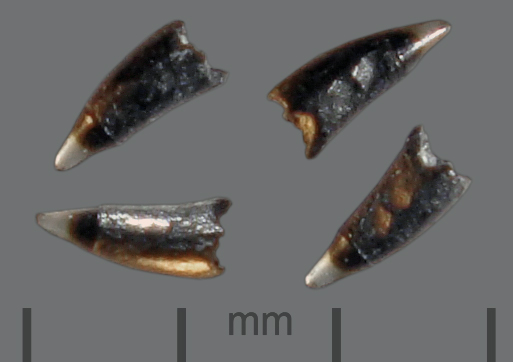 A Cheerio And A Translucent Tip - Fossil ID - The Fossil Forum