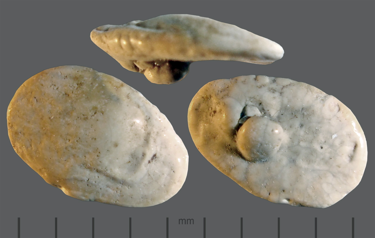 Are These Otoliths? - Fossil ID - The Fossil Forum