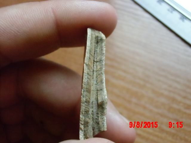 Bos Primigenius Tooth Piece? - Fossil ID - The Fossil Forum