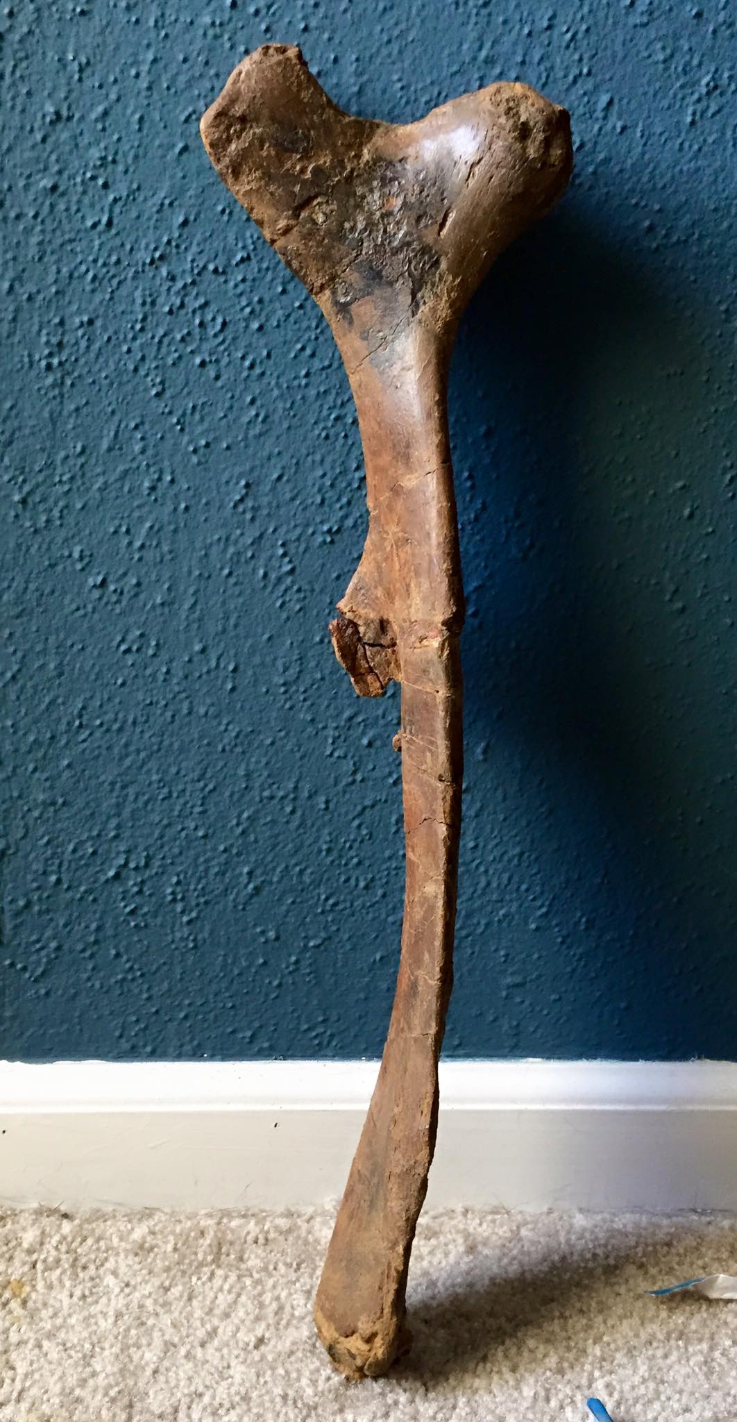 Fossil Ischium? - Fossil ID - The Fossil Forum