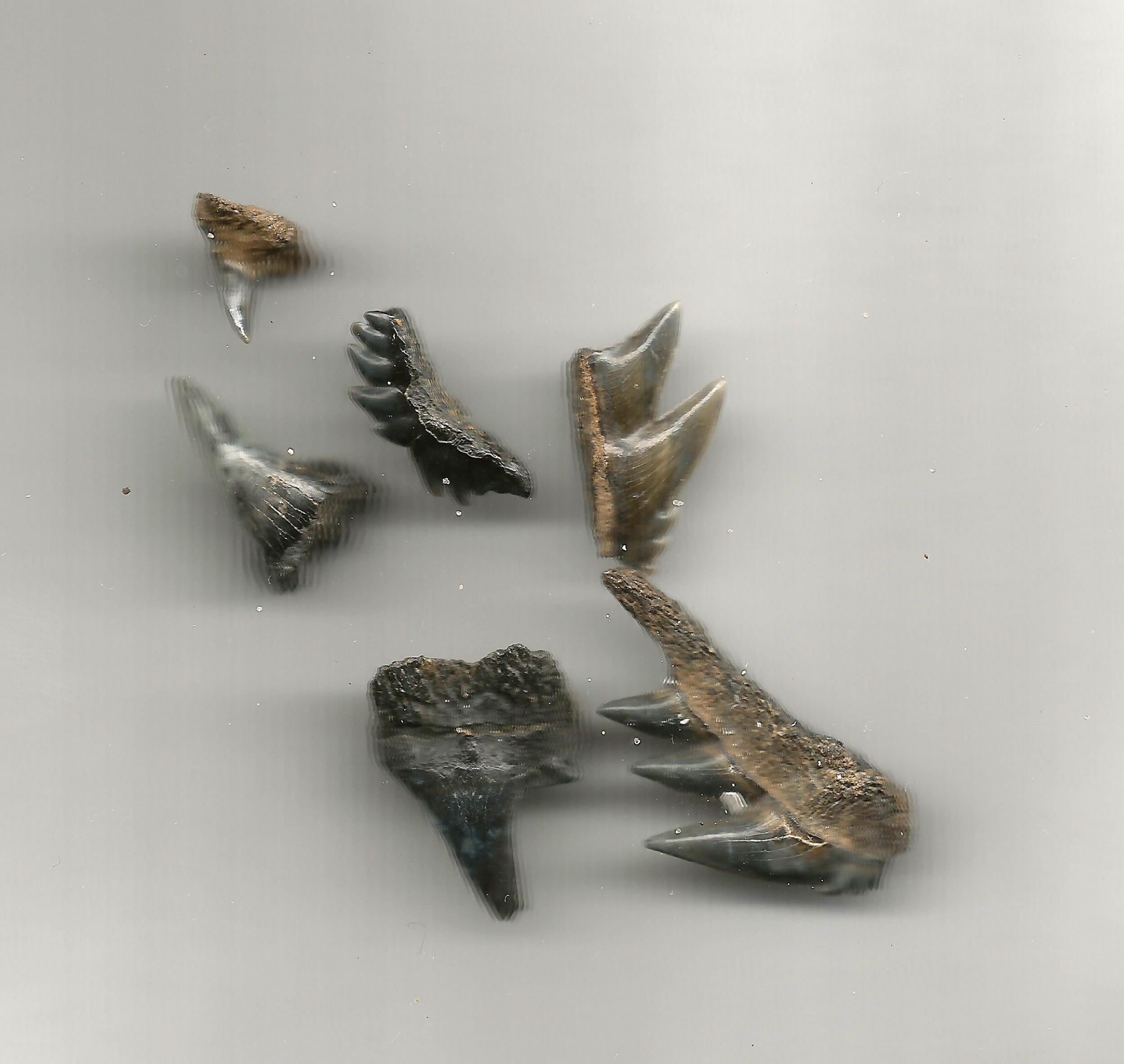 Cow Shark Teeth? - Fossil ID - The Fossil Forum