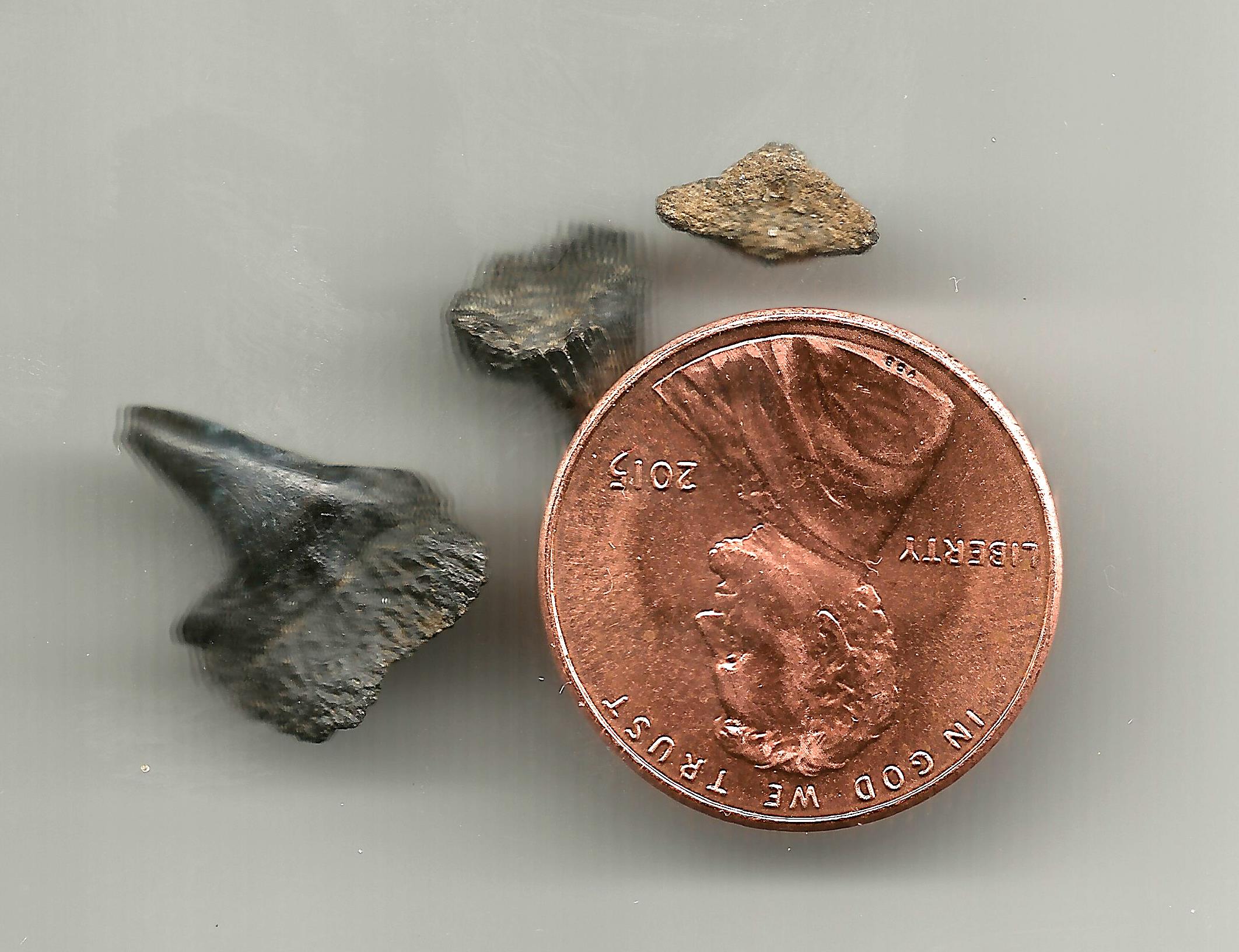 Cow Shark Teeth? - Fossil ID - The Fossil Forum