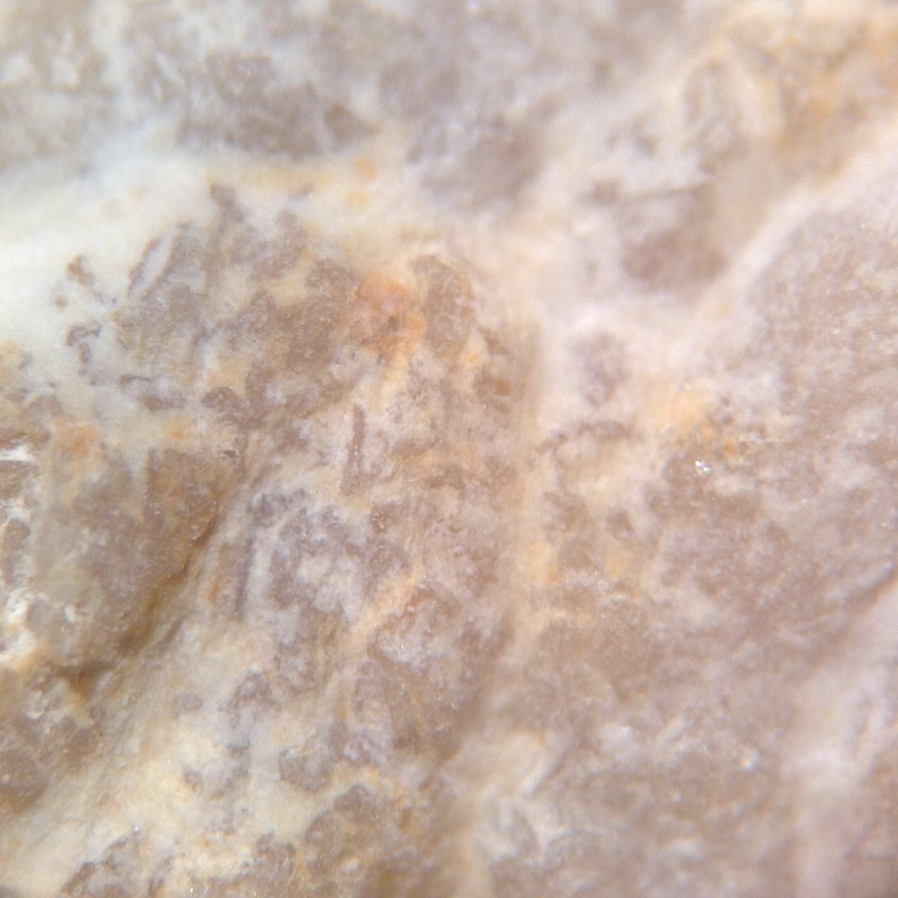 Solnhofen Star Shaped Ichnofossil Found Next To Lumbricaria - Fossil ID ...