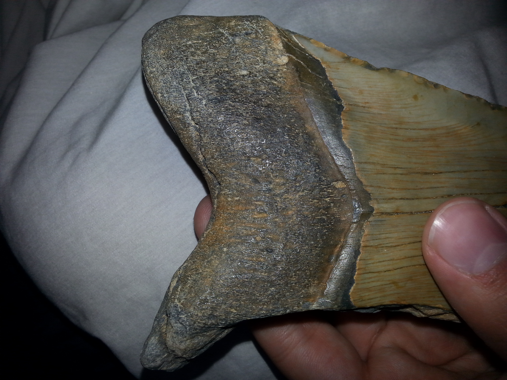 My First Meg Tooth - Member Collections - The Fossil Forum