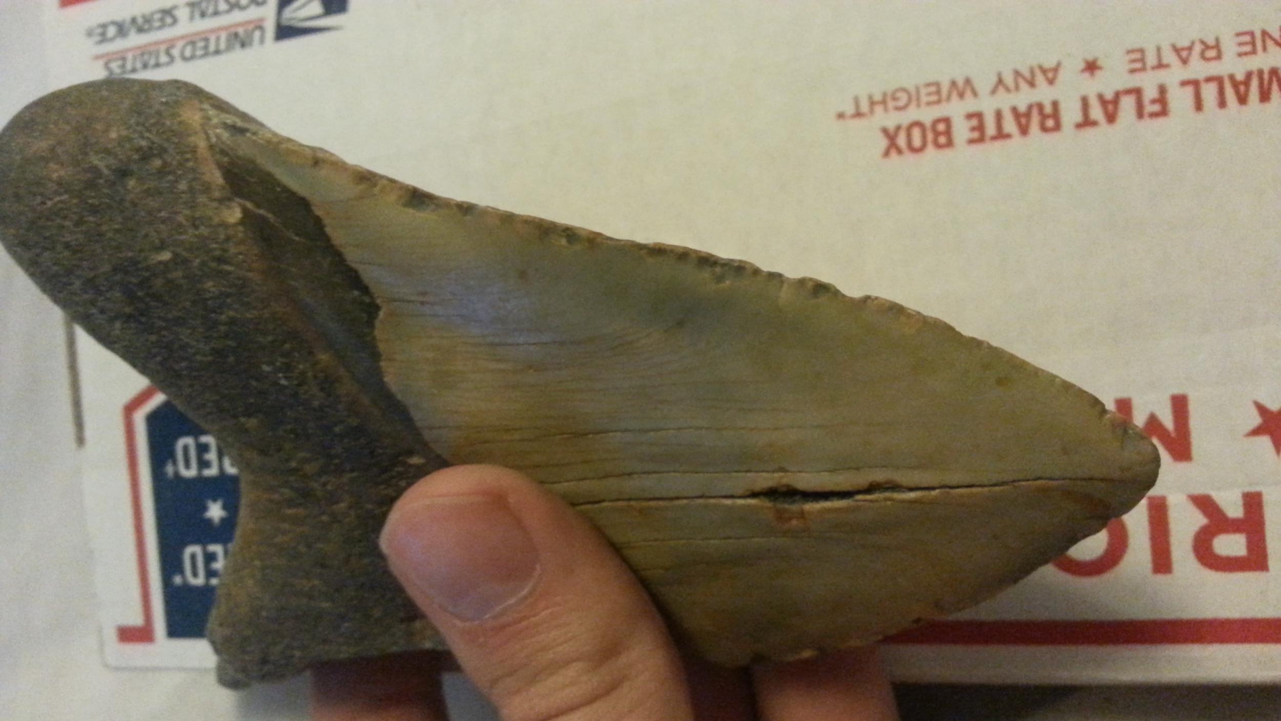 My First Meg Tooth - Member Collections - The Fossil Forum