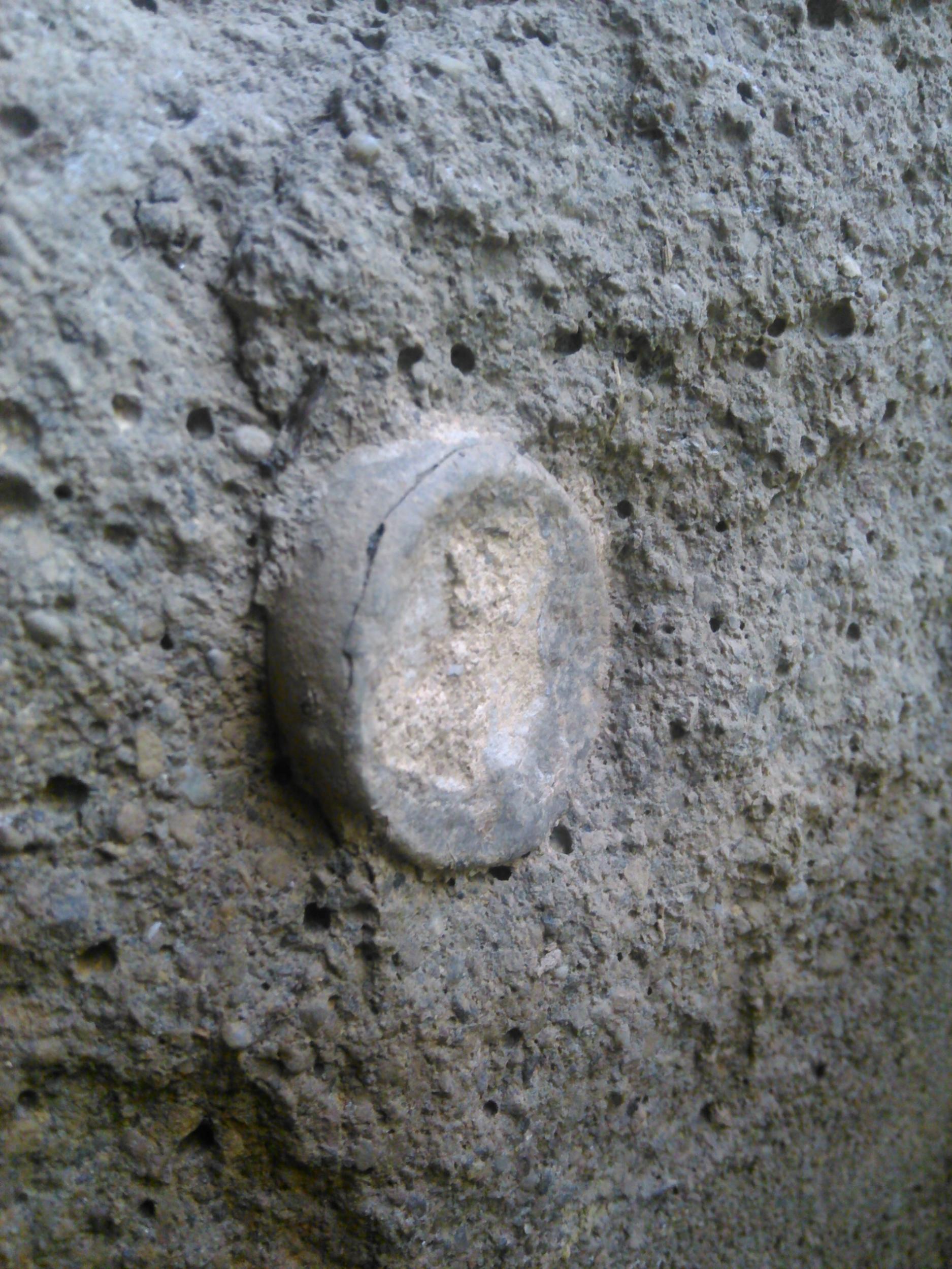 In Concrete - Fossil ID - The Fossil Forum