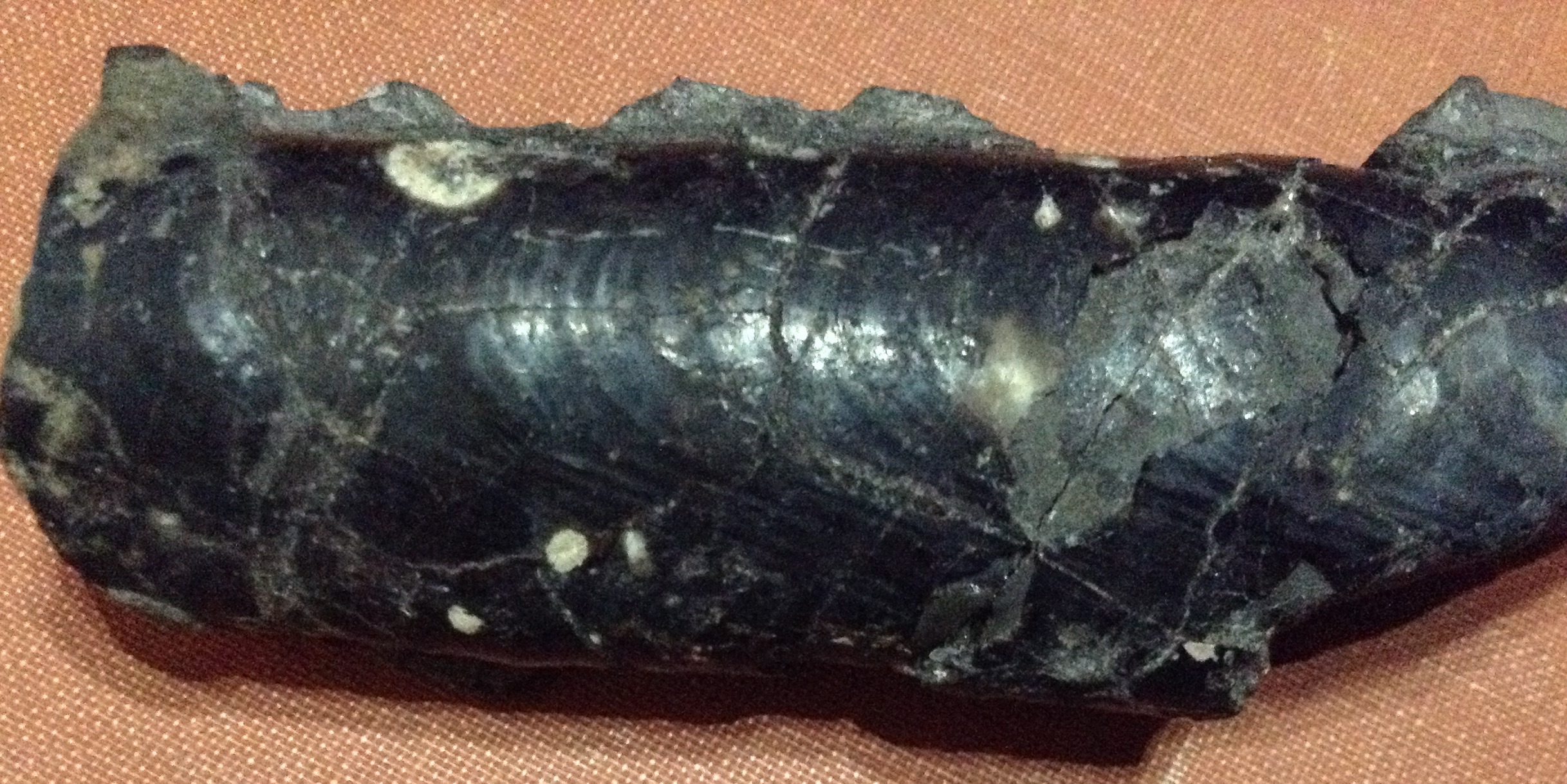 Baculite Fossils - Fossil ID - The Fossil Forum