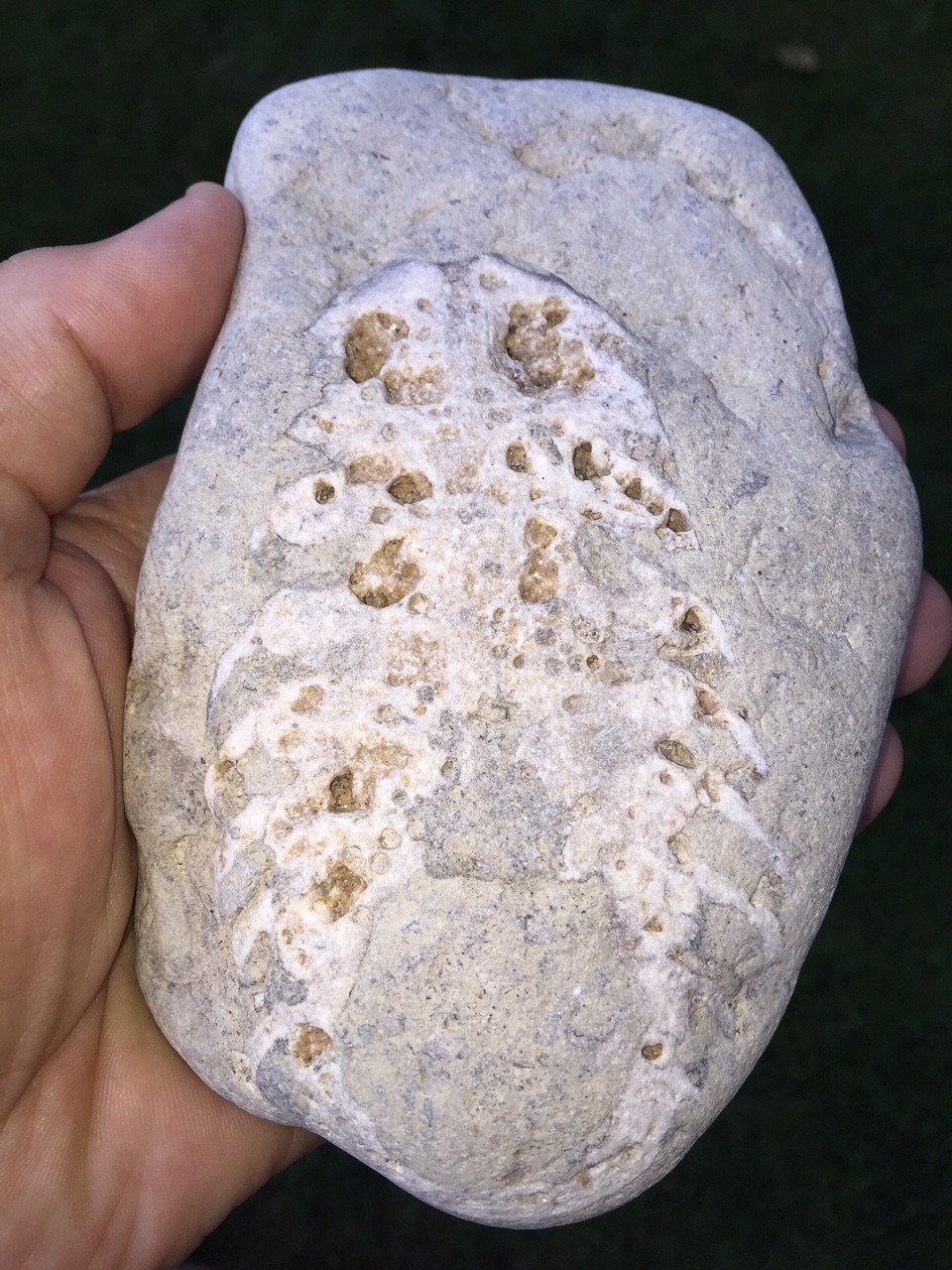 Found By My Daughter Near Sleeping Bear Dunes, Michigan - Fossil ID ...