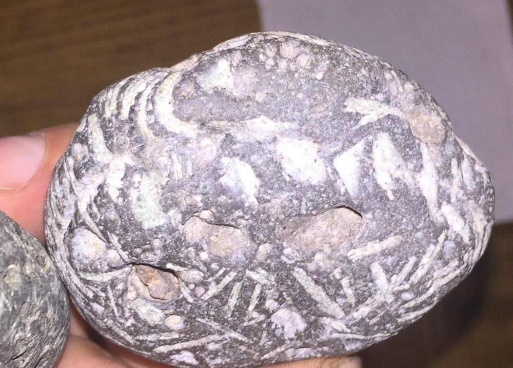 Found These In Washington State - Fossil ID - The Fossil Forum