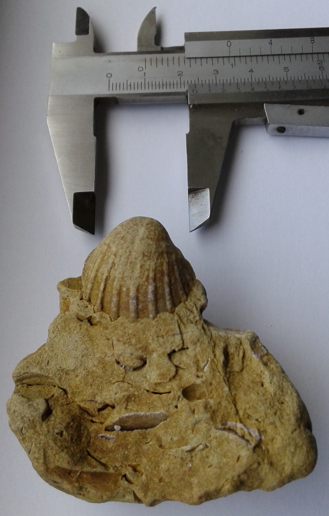 Please Id - Fossil ID - The Fossil Forum
