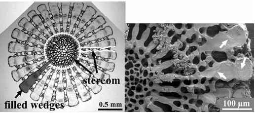 A Cheerio And A Translucent Tip - Fossil ID - The Fossil Forum