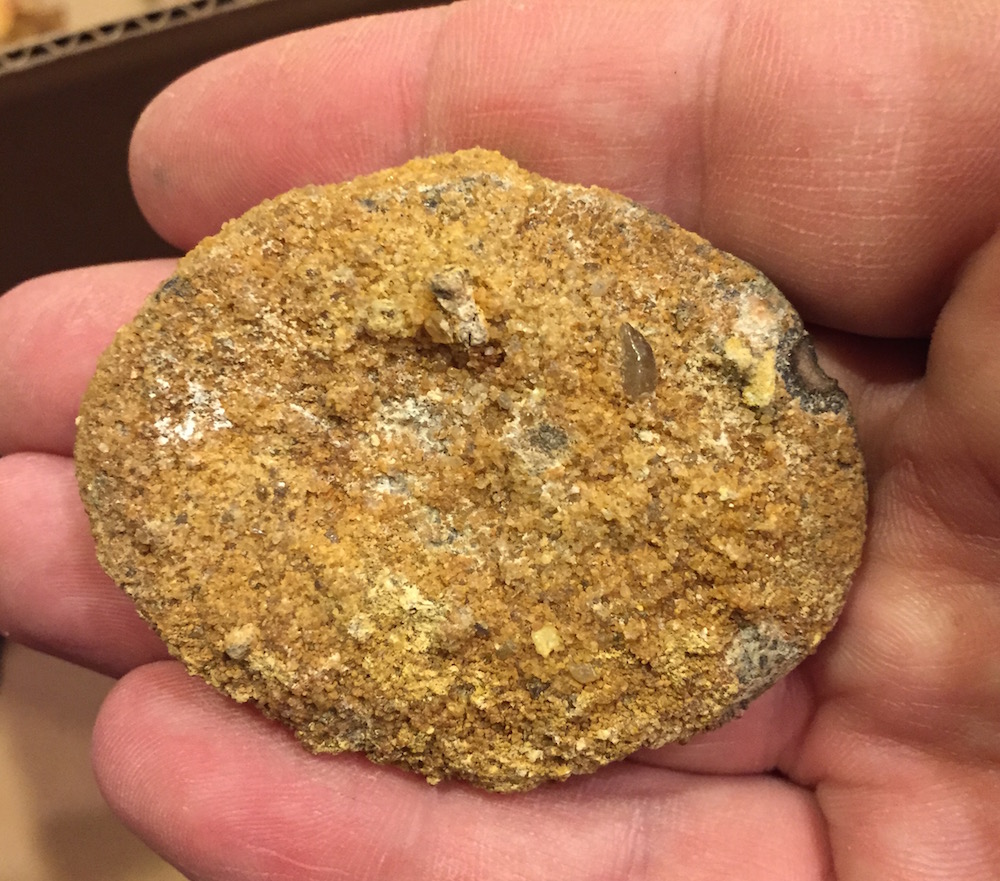 Dinosaur "scute"ing - Member Collections - The Fossil Forum