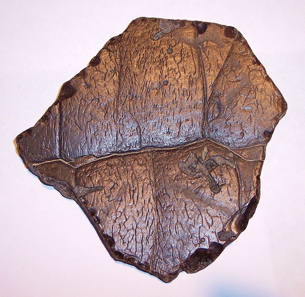 Turtle Shell - Fossil ID - The Fossil Forum