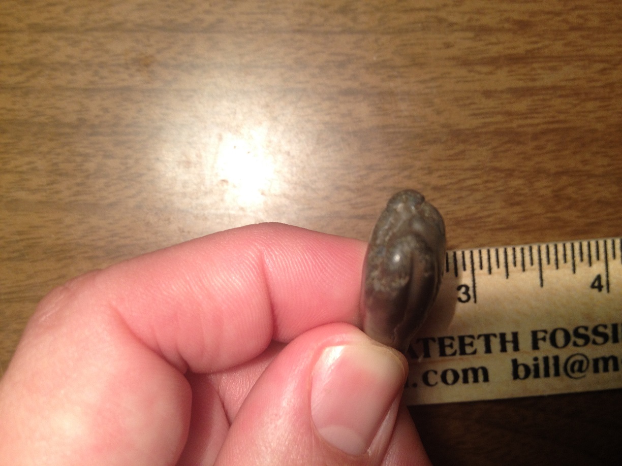 Unknown Tooth - Fossil ID - The Fossil Forum