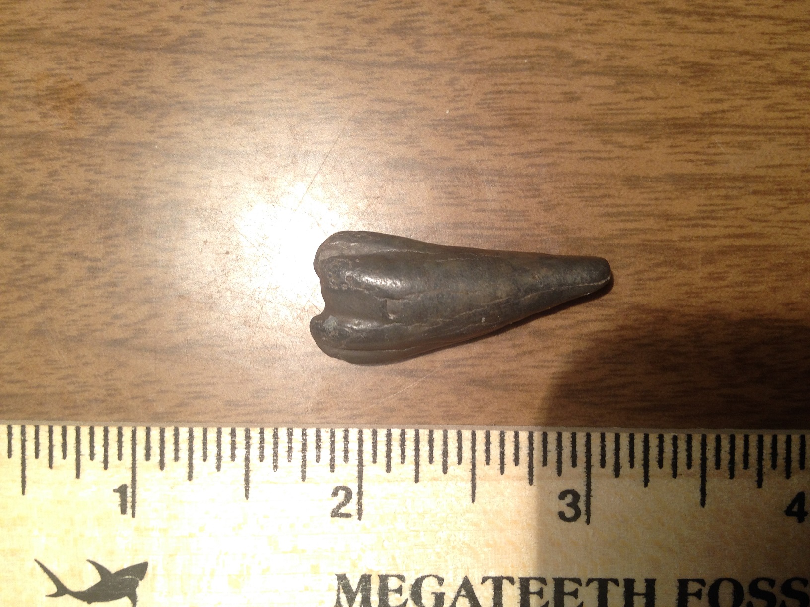 Unknown Tooth - Fossil ID - The Fossil Forum