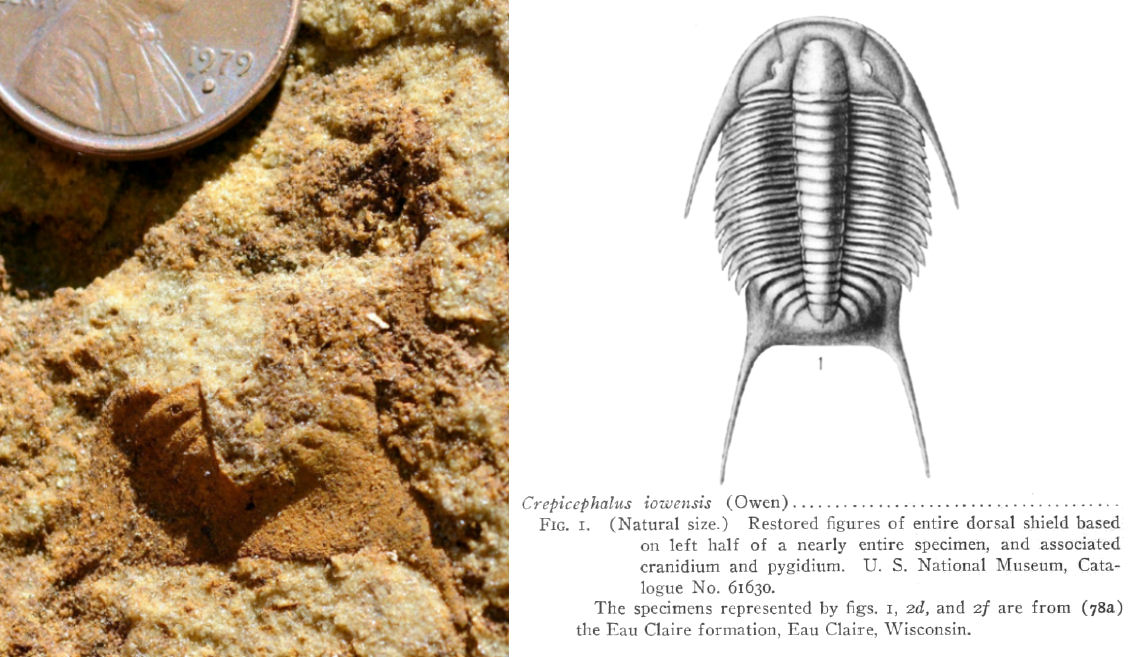 Help Id Cambrian Trilobites - Fossil ID - The Fossil Forum