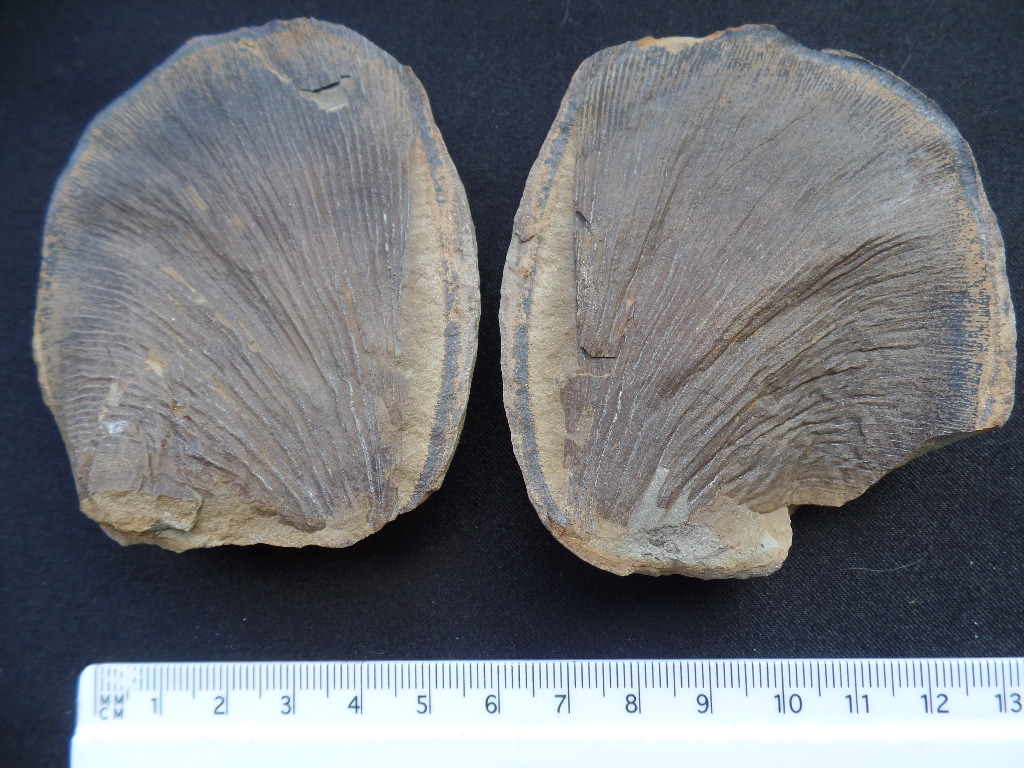 Flora & Fauna - Fossil Hunting Trips - The Fossil Forum