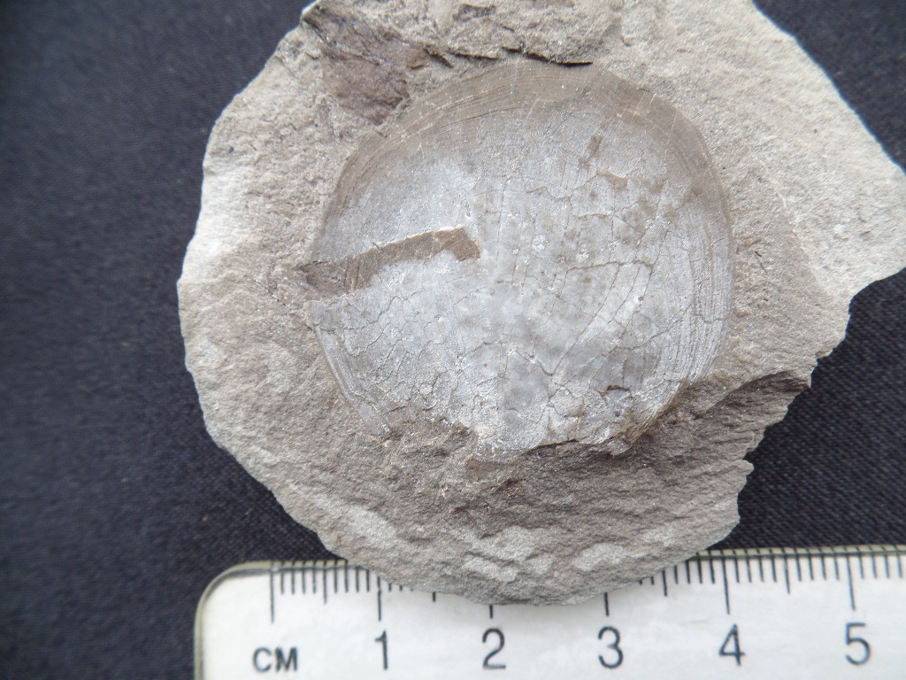 Flora & Fauna - Fossil Hunting Trips - The Fossil Forum