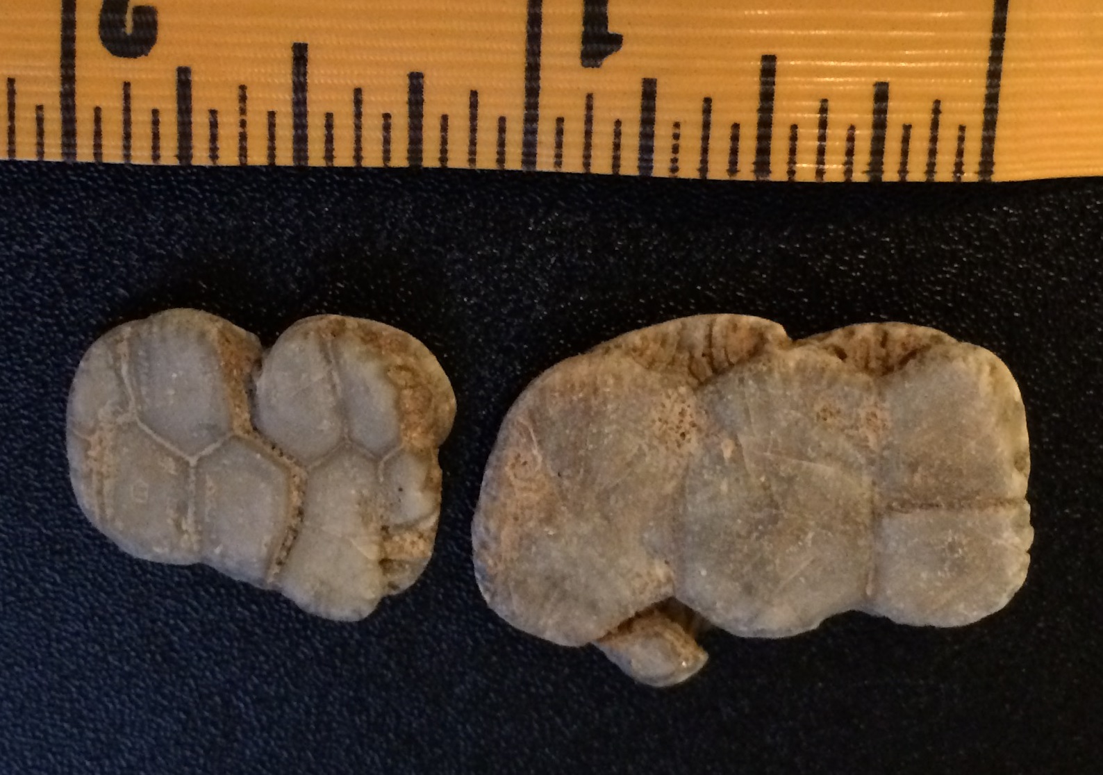Fossil Id - Miocene Era Exposure - Calvert Cliffs, Md - Turtle Shell ...