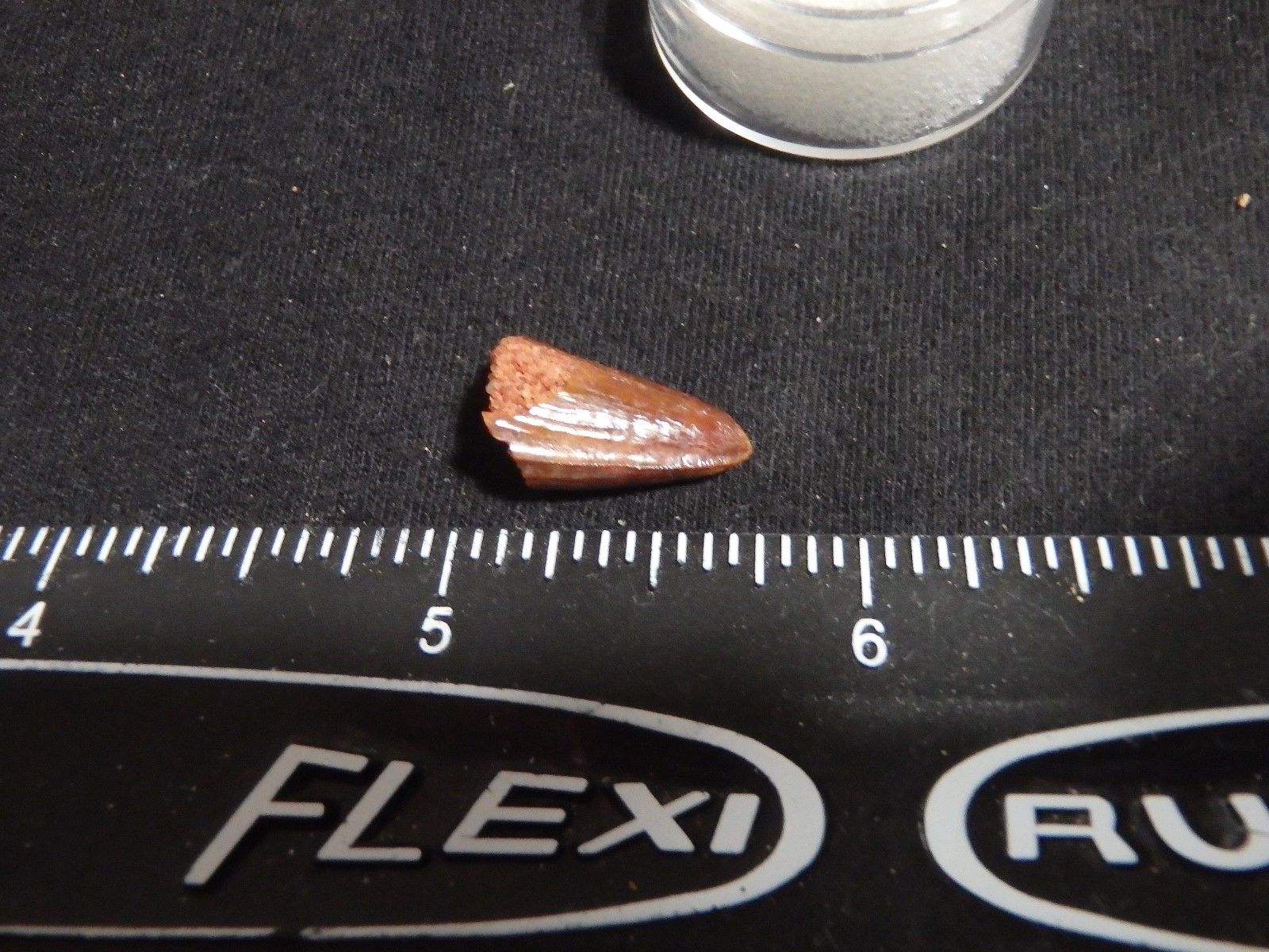 Serrated Spino Tooth for Sale - Is It Real? How to Recognize Fossil ...