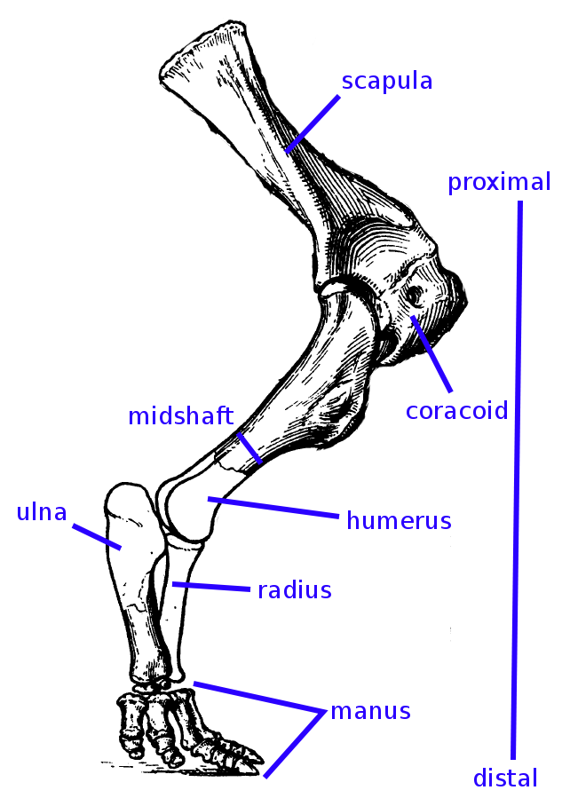 Dinosaur Anatomy 101 - General Fossil Discussion - The Fossil Forum