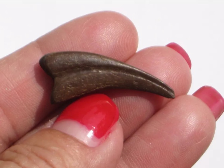 Unknown theropod claw. (Cretacious period) - Fossil ID - The Fossil Forum