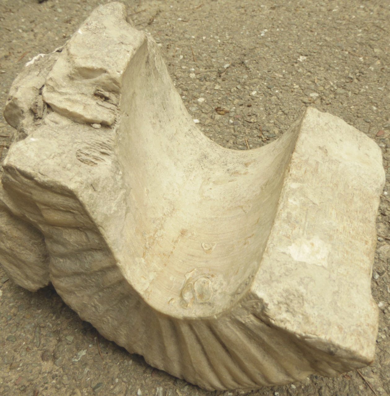 Escondido Cylinder - Fossil ID - The Fossil Forum