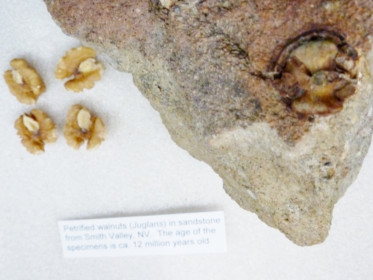Petrified or fossilized walnut? - Fossil ID - The Fossil Forum