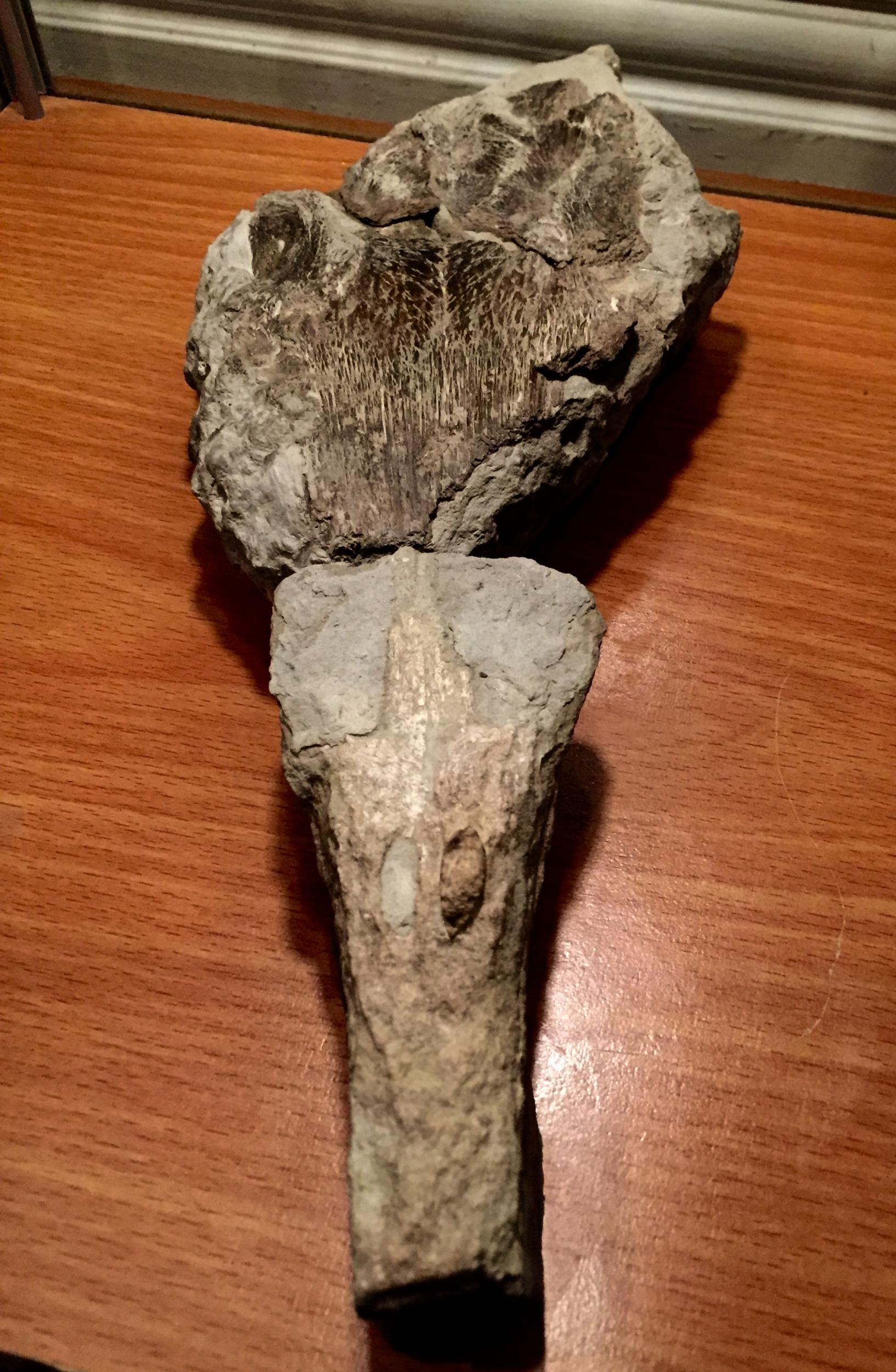 8/17/16- partial fish skull, Cretaceous Dallas,TX - Page 2 - Fossil ...