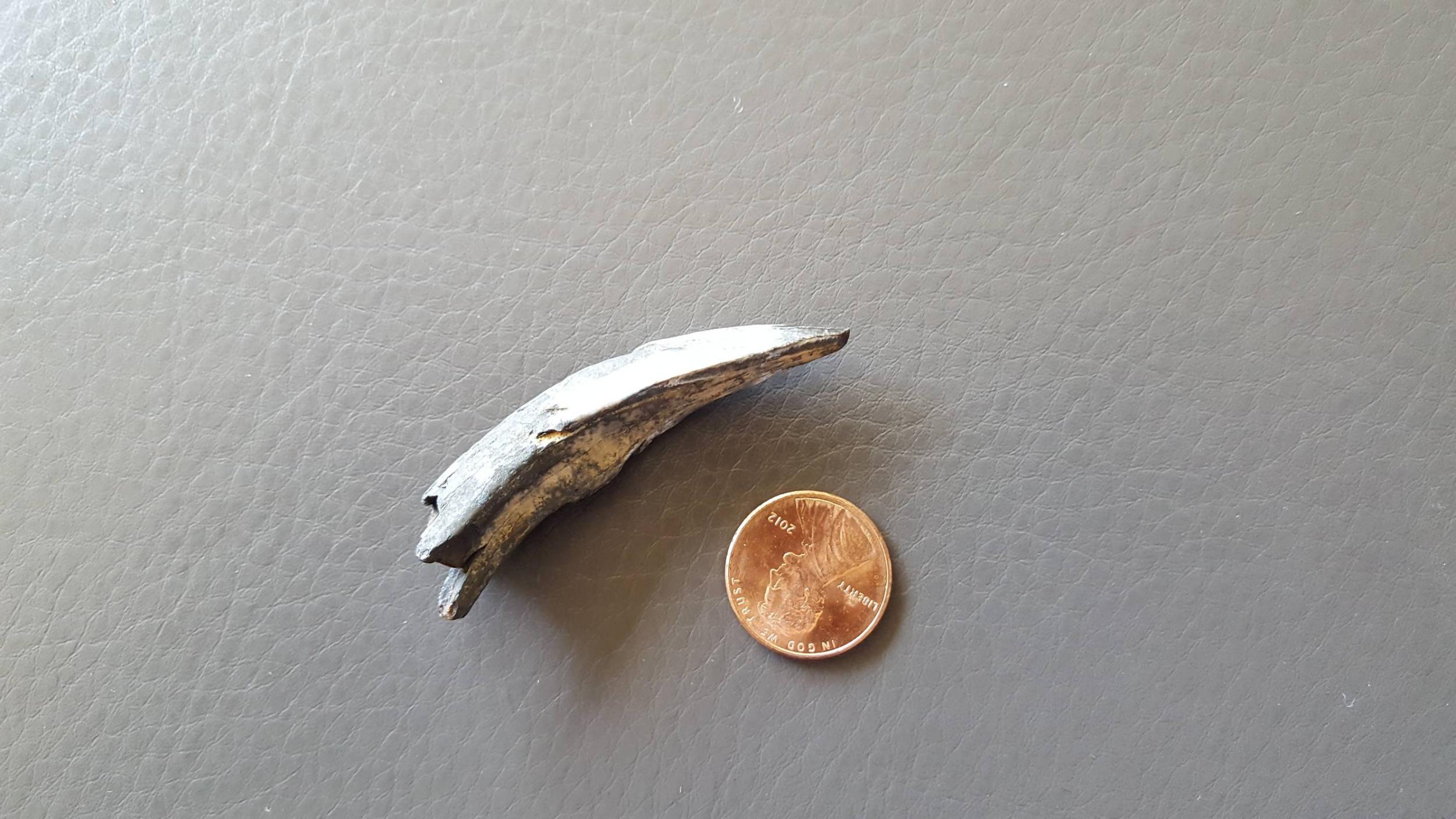 Calvert Cliffs - Miocene Croc/Whale Tooth? - Fossil ID - The Fossil Forum
