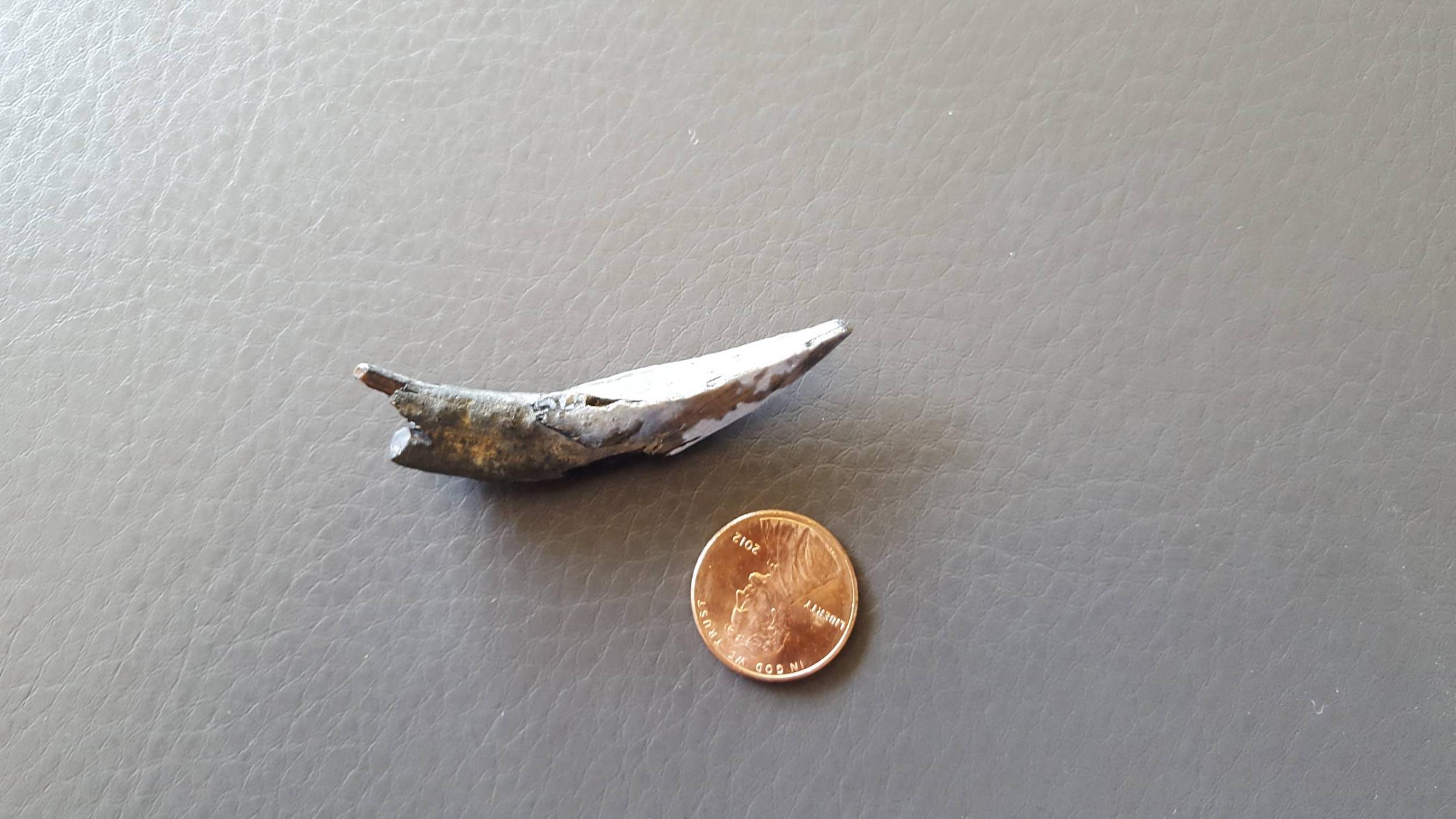 Calvert Cliffs - Miocene Croc/Whale Tooth? - Fossil ID - The Fossil Forum
