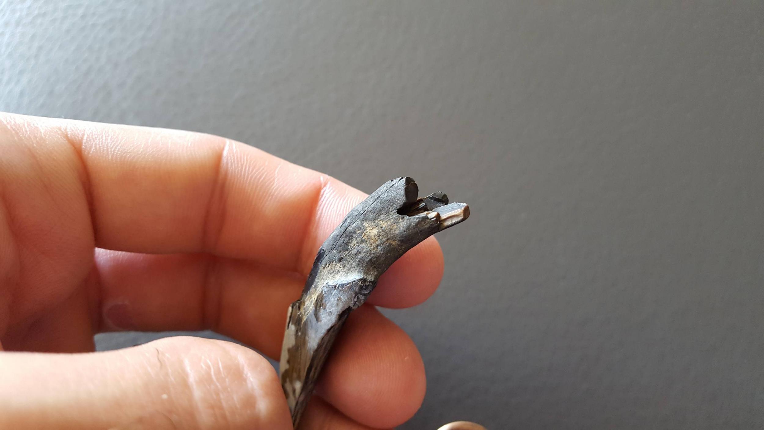 Calvert Cliffs - Miocene Croc/Whale Tooth? - Fossil ID - The Fossil Forum