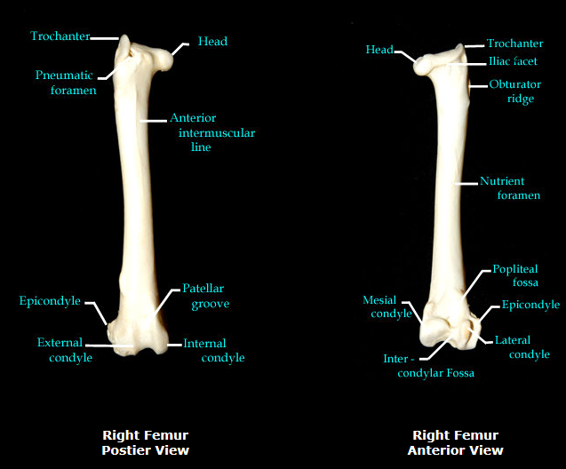 Miocene mystery bone - Fossil ID - The Fossil Forum