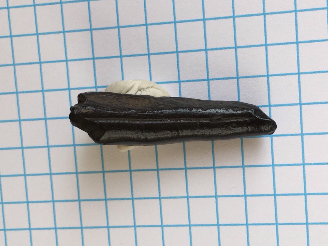 Is this a tooth or tusk or ? It has a groove on the inside curve ...