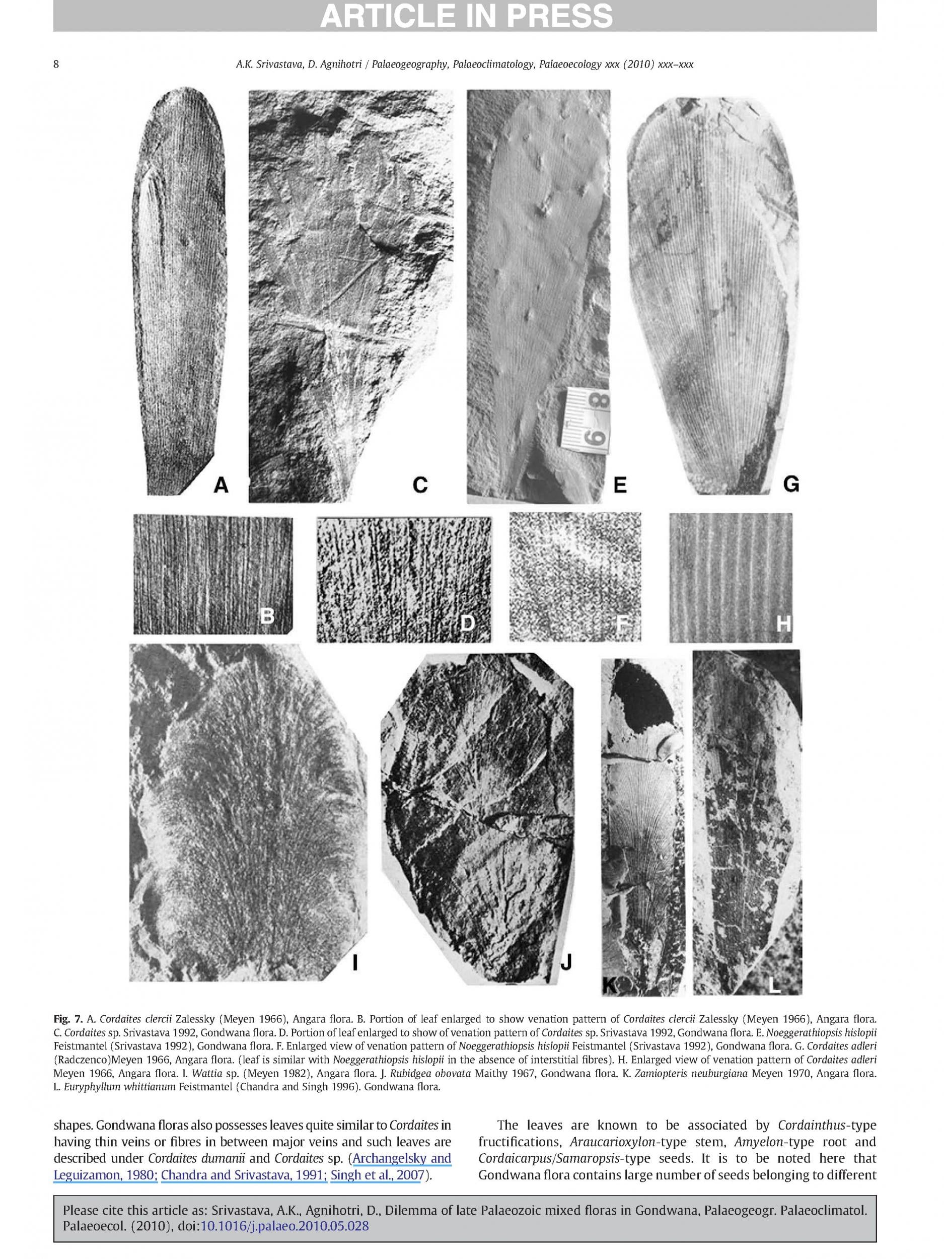 Northeast Ohio, 8/1 Cordites Leaf? - Fossil ID - The Fossil Forum