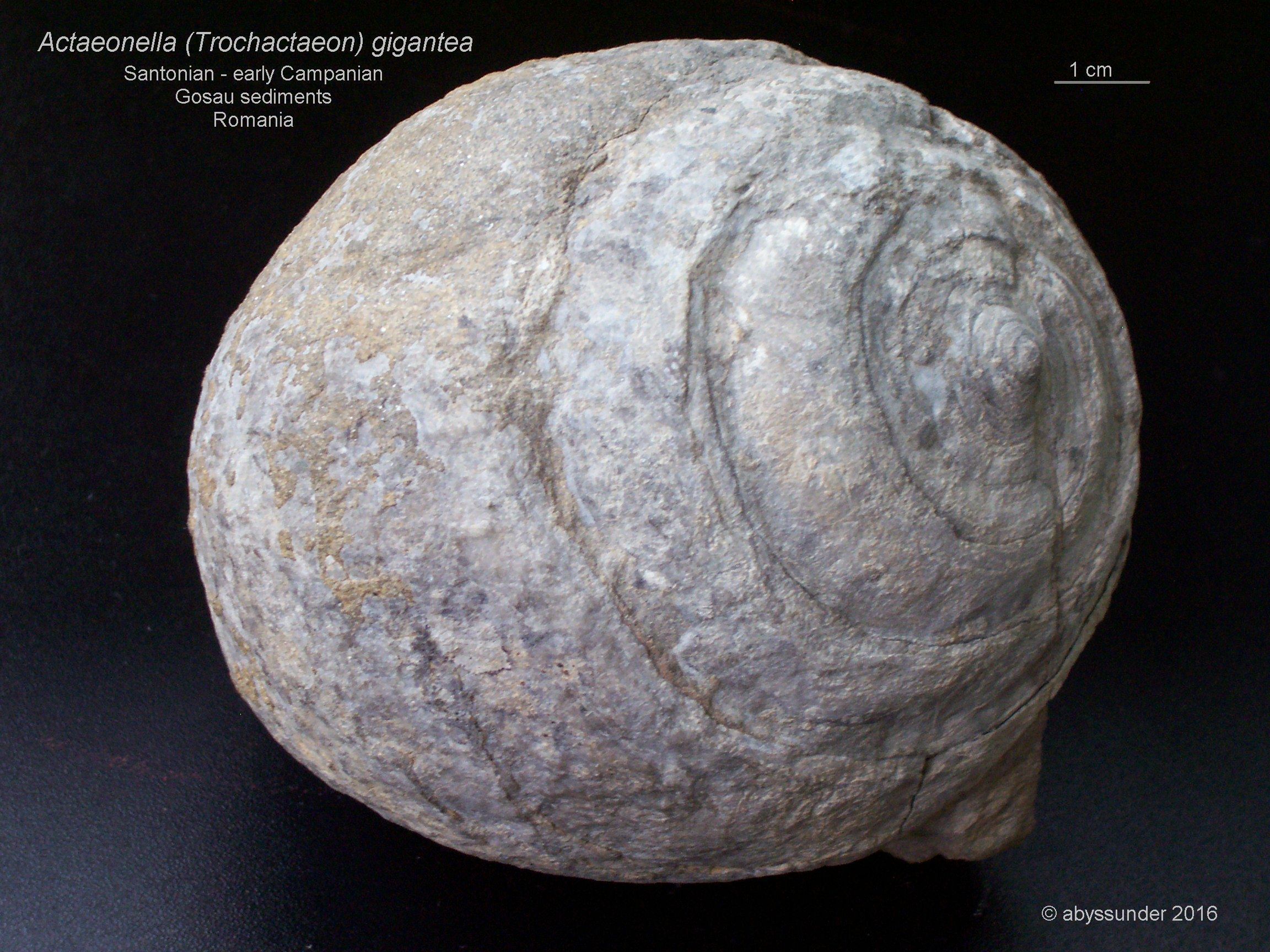 An unknown fossil - Fossil ID - The Fossil Forum