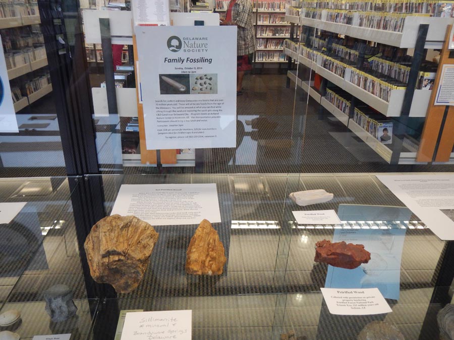 Family collection on display - Member Collections - The Fossil Forum