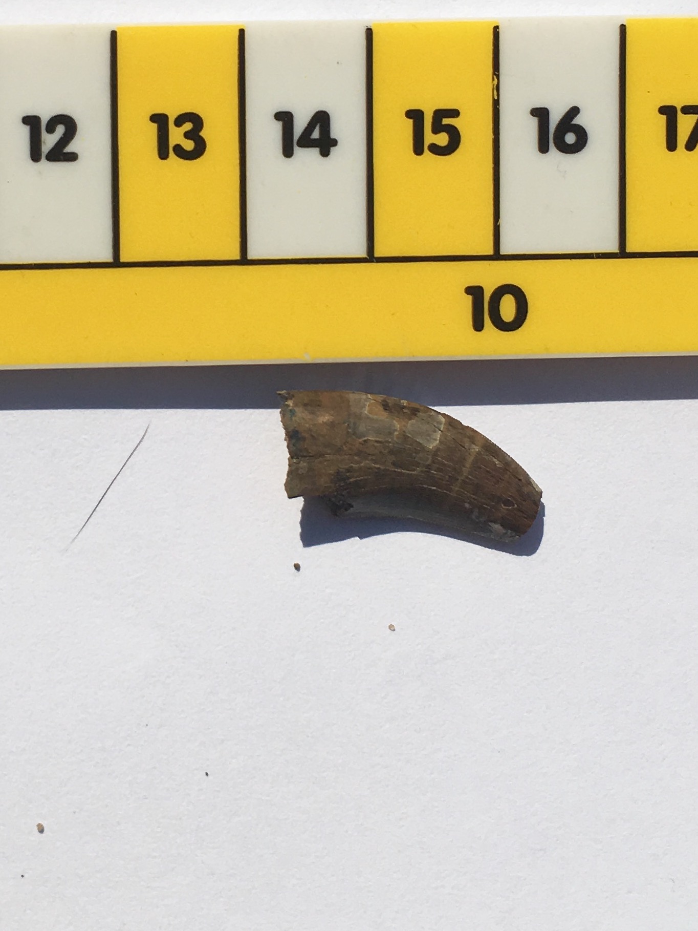 Lance formation dinosaur teeth - Fossil ID - The Fossil Forum