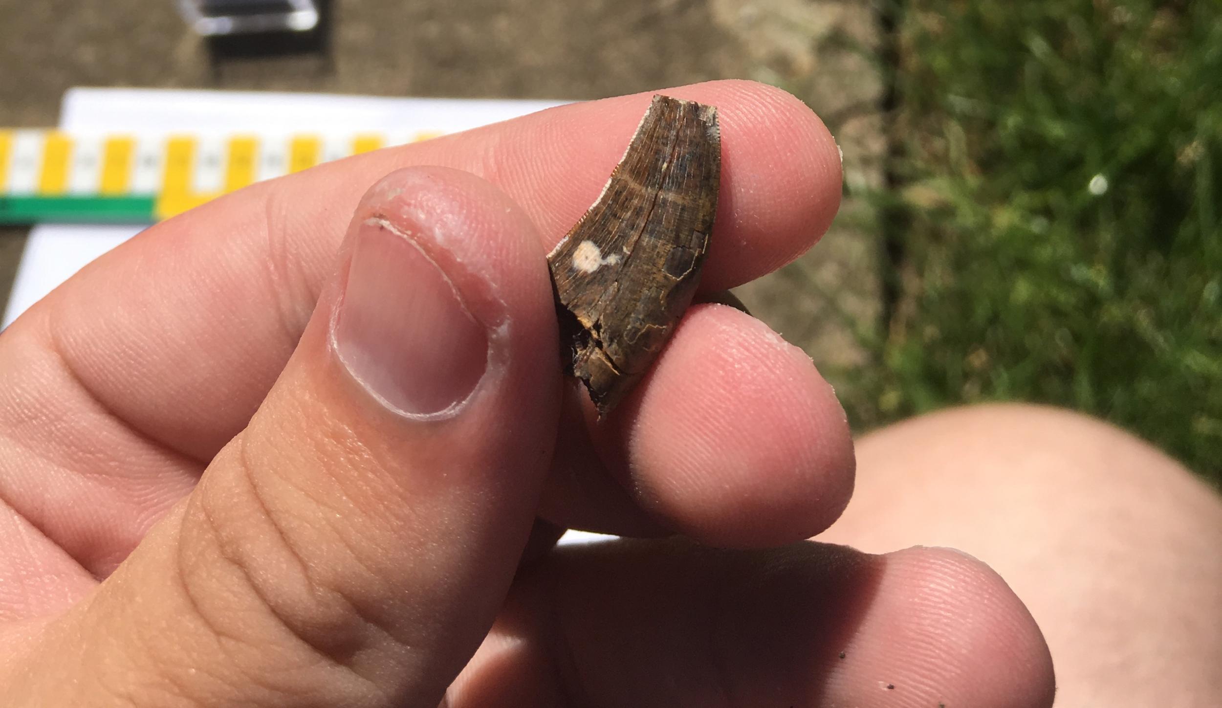 Lance formation dinosaur teeth - Fossil ID - The Fossil Forum