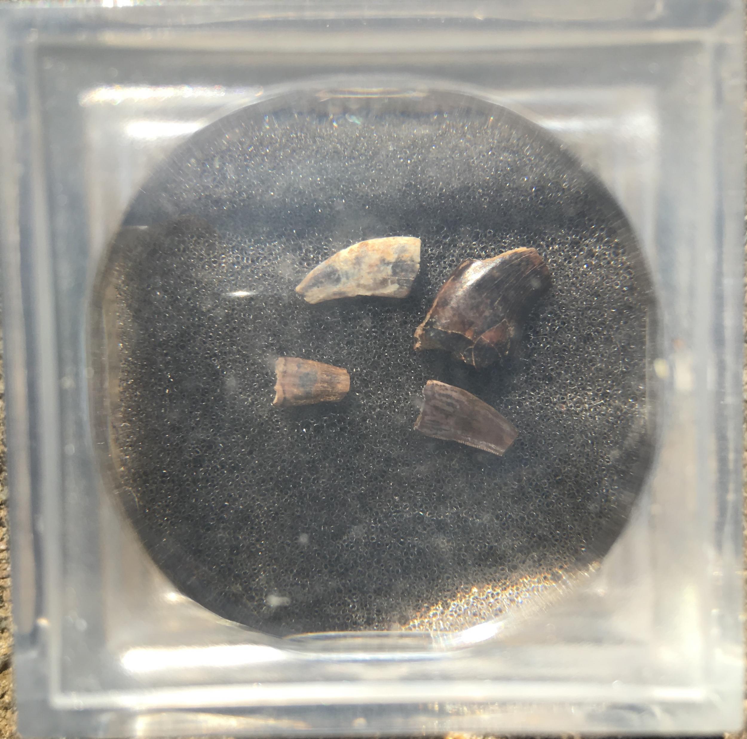 Lance formation dinosaur teeth - Fossil ID - The Fossil Forum