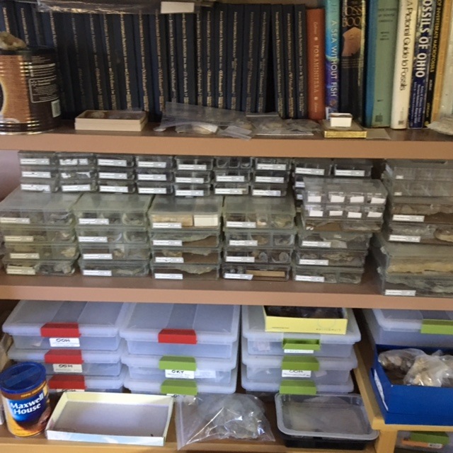 Organizing My Collection - General Fossil Discussion - The Fossil Forum