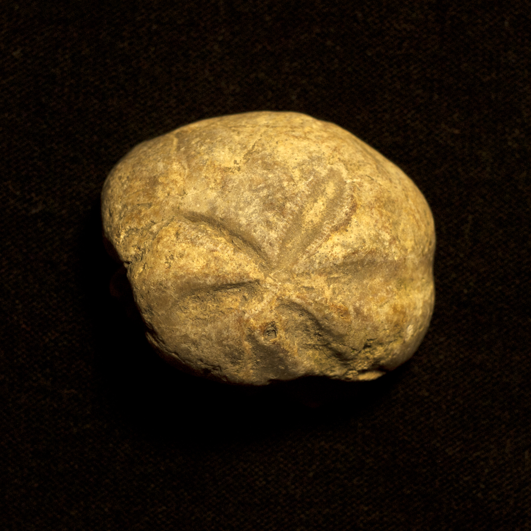Echinoderm, Hemiaster Urchin? - Fossil ID - The Fossil Forum