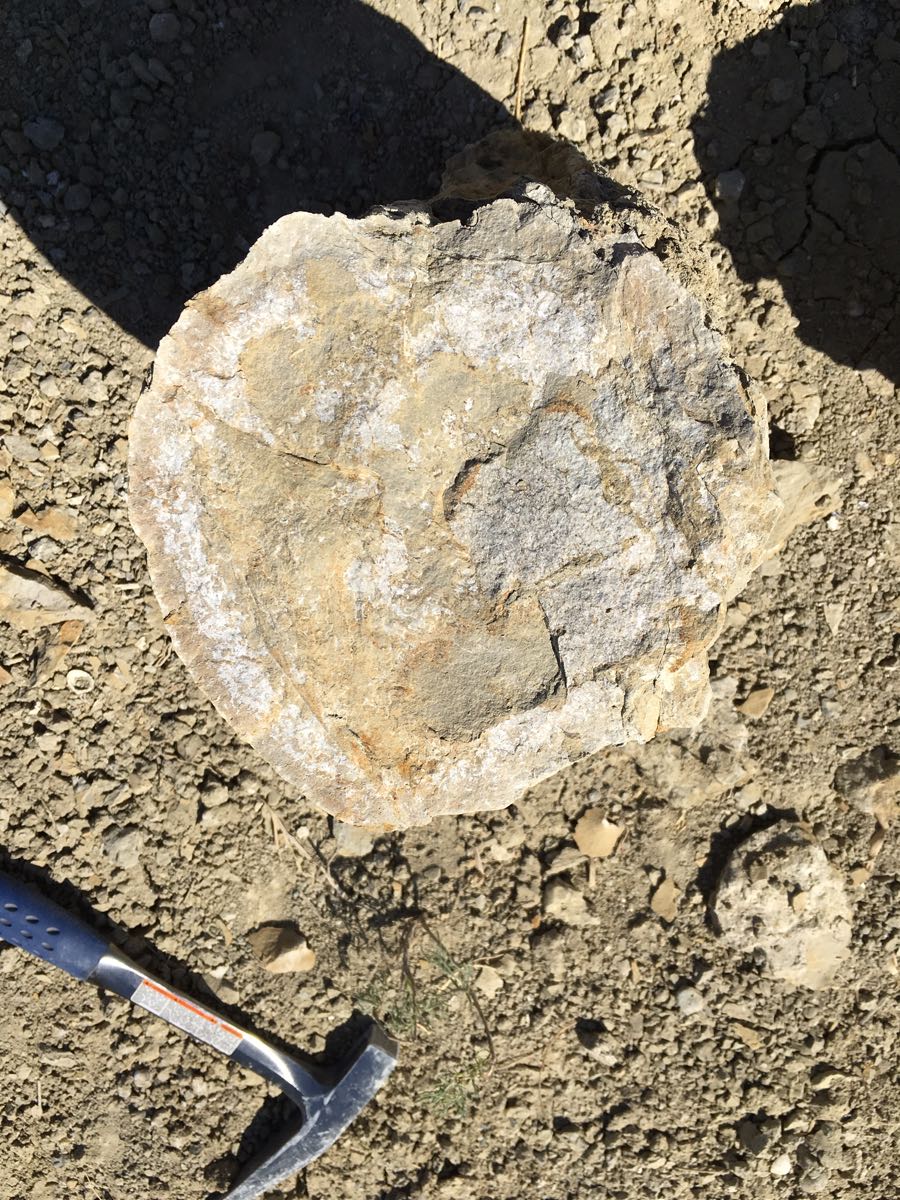 Escondido Cylinder - Fossil ID - The Fossil Forum