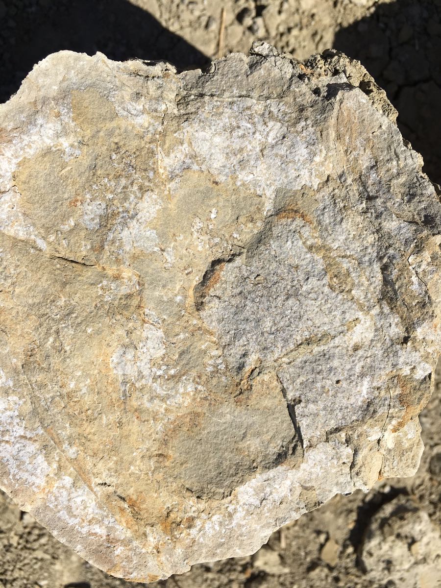 Escondido Cylinder - Fossil ID - The Fossil Forum