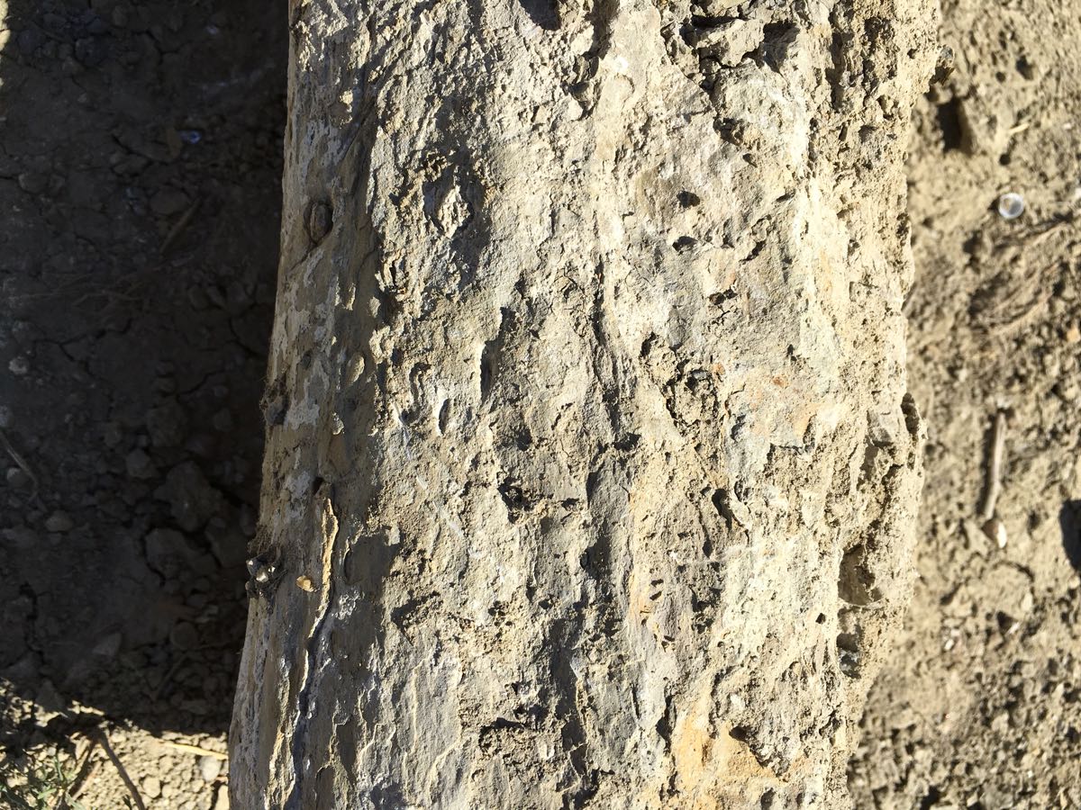 Escondido Cylinder - Fossil ID - The Fossil Forum
