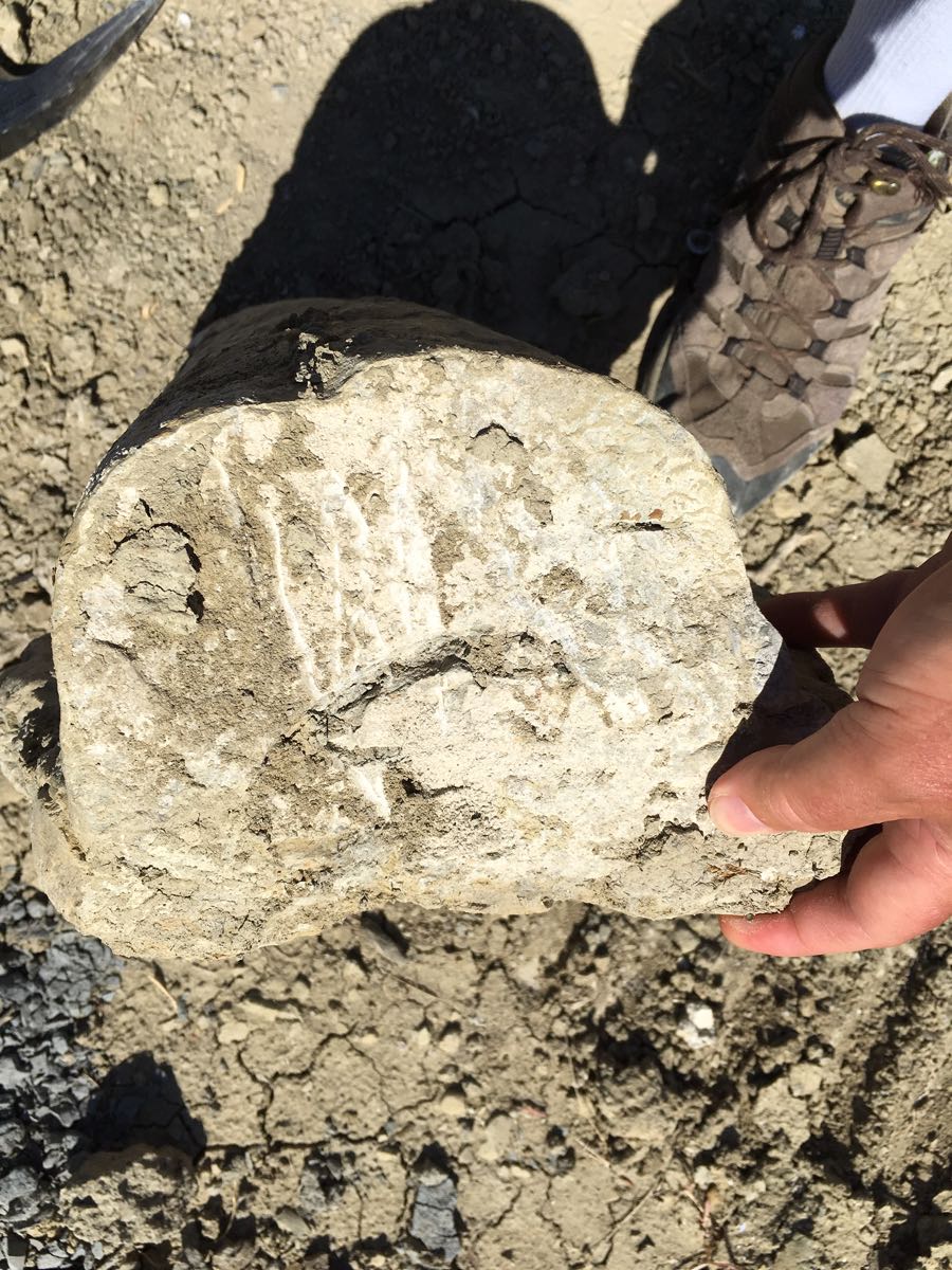 Escondido Cylinder - Fossil ID - The Fossil Forum
