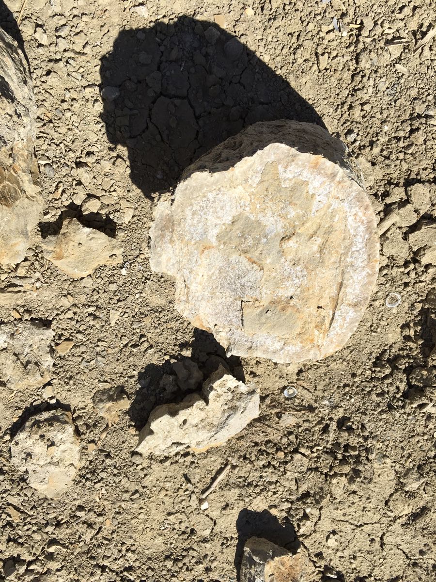 Escondido Cylinder - Fossil ID - The Fossil Forum