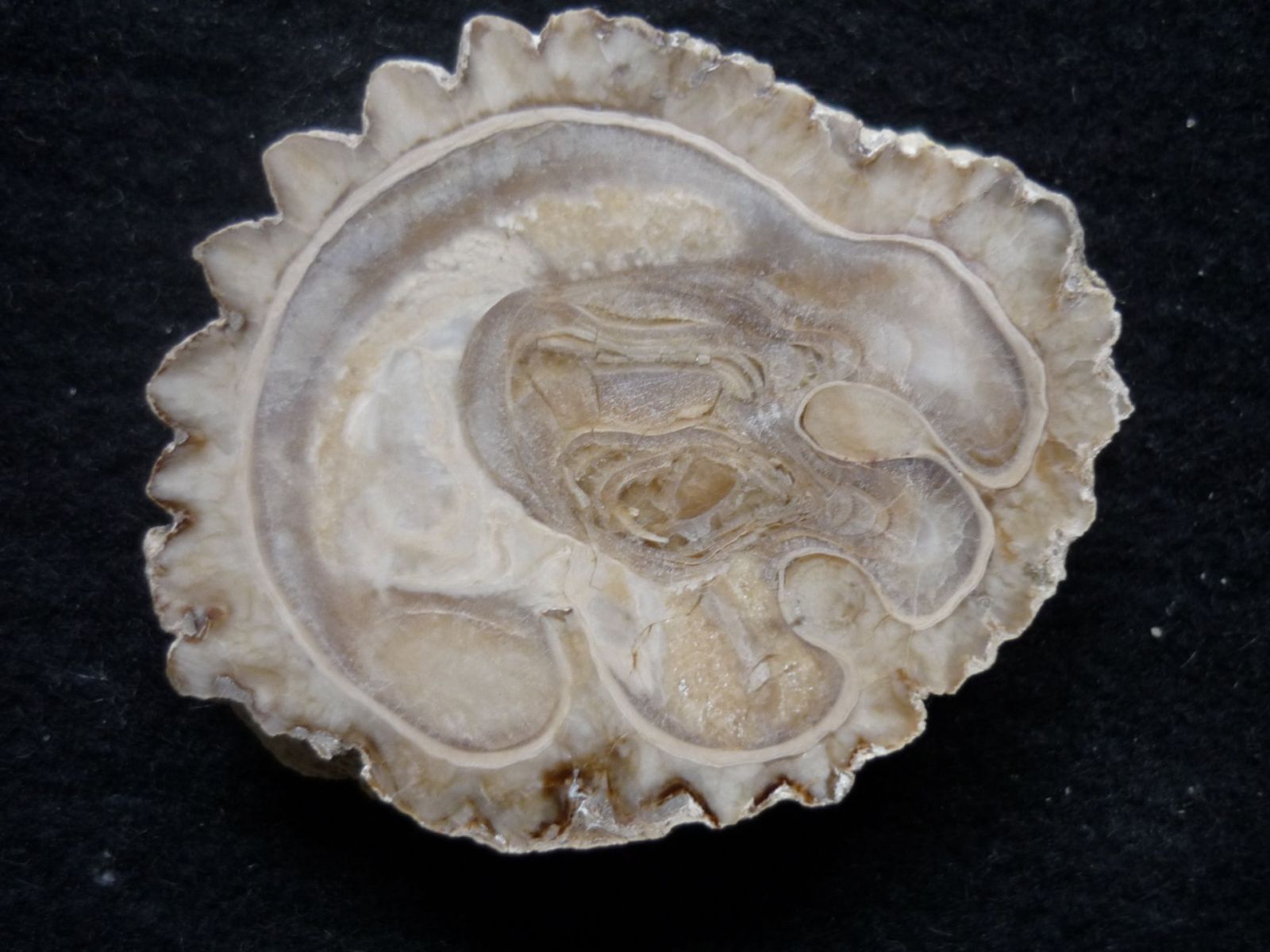 Escondido Cylinder - Fossil ID - The Fossil Forum